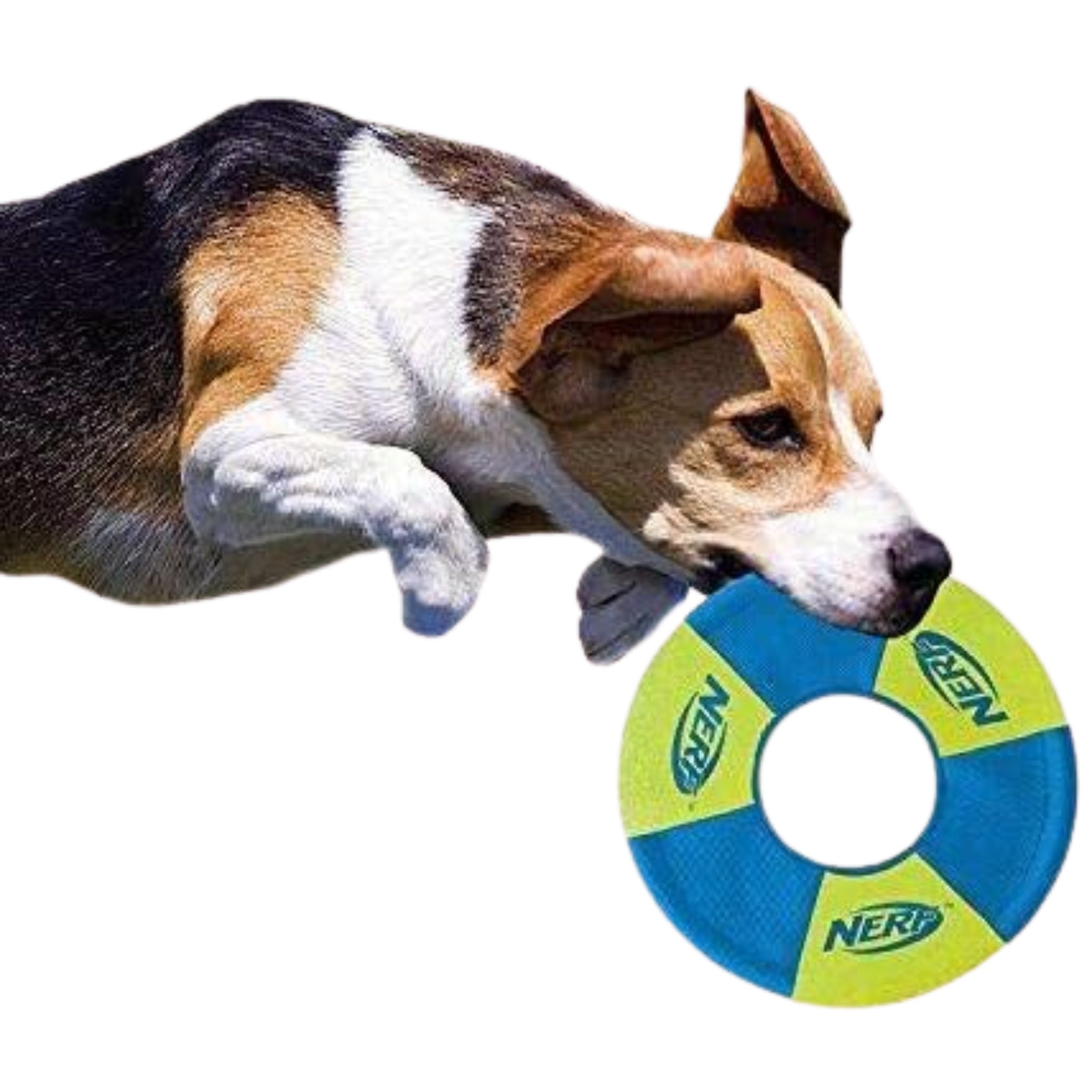 Why Nerf Dog Toys Are the Best Choice for Your Pet – Pet Village – Our ...